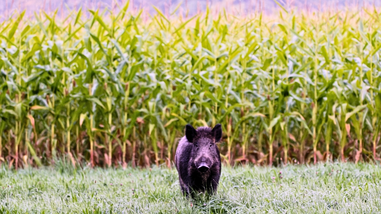 15 states where wild hog damage is getting hard to ignore