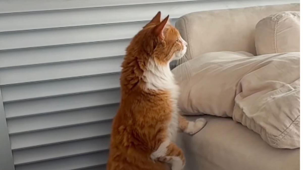 Family adopts a cat and is stunned by what it does 20 minutes later