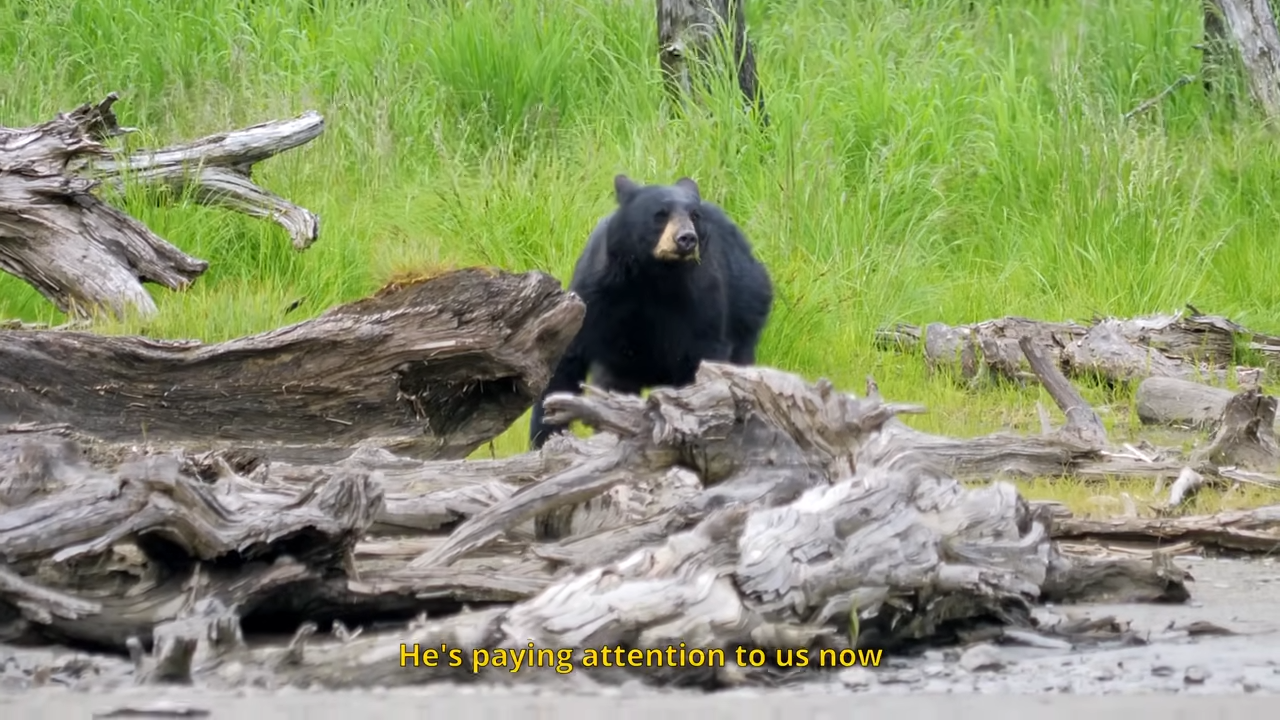 “The Bear Saw Us” - The Moment We Realized We Were in Trouble