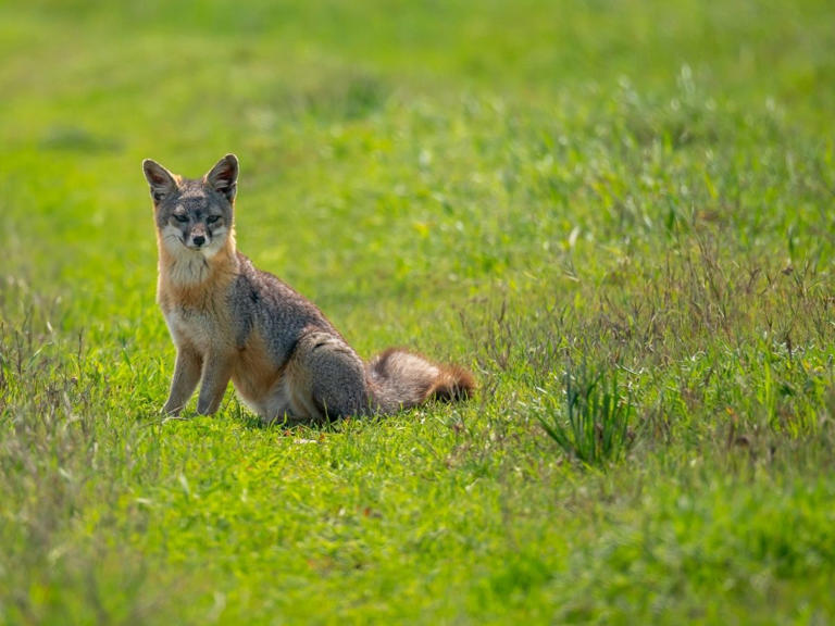5 reasons you should not visit Channel Islands National Park (and 5 ...