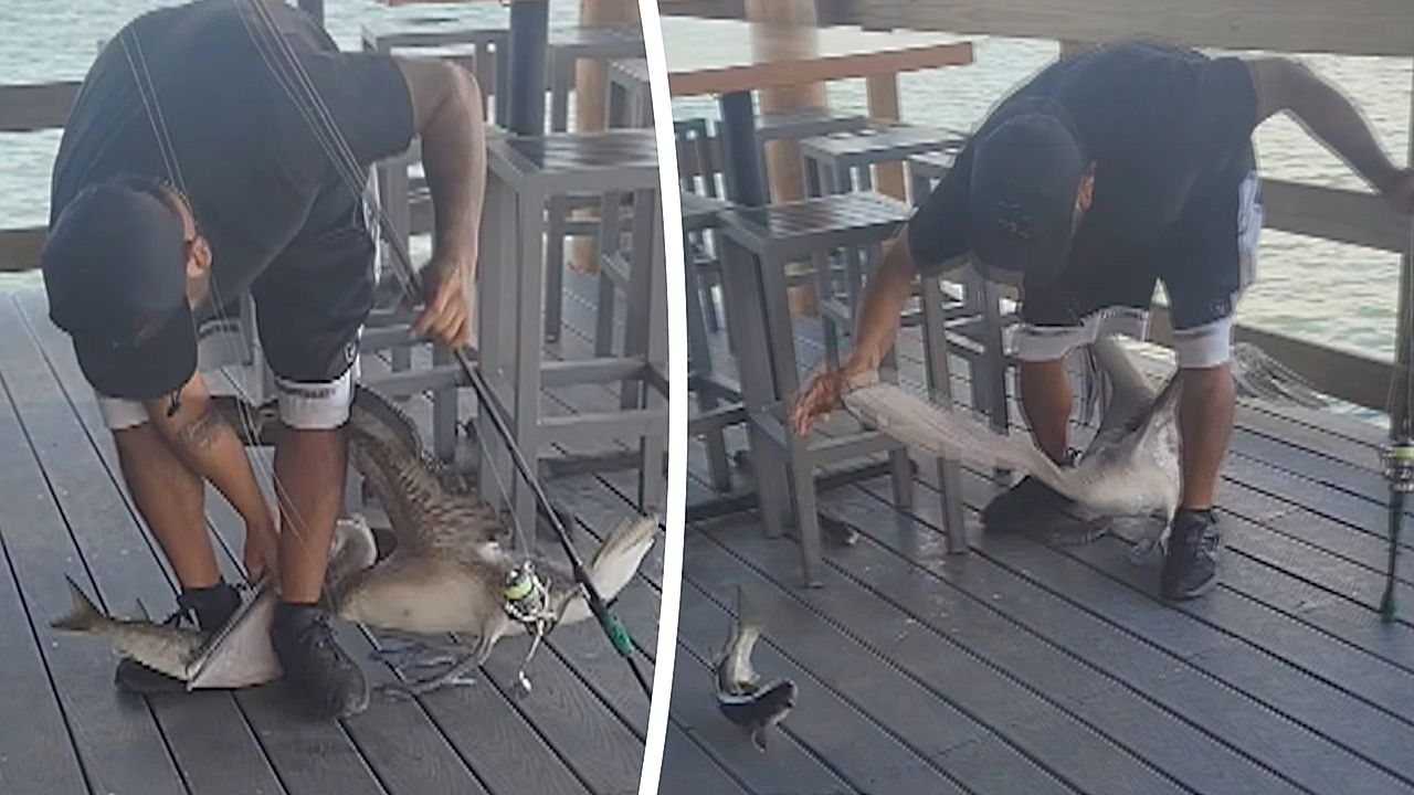 Pelican and fisherman face off over freshly caught fish in Florida