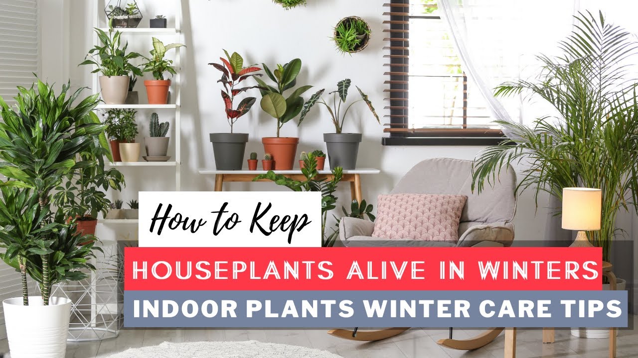 How to protect indoor plants during cold months