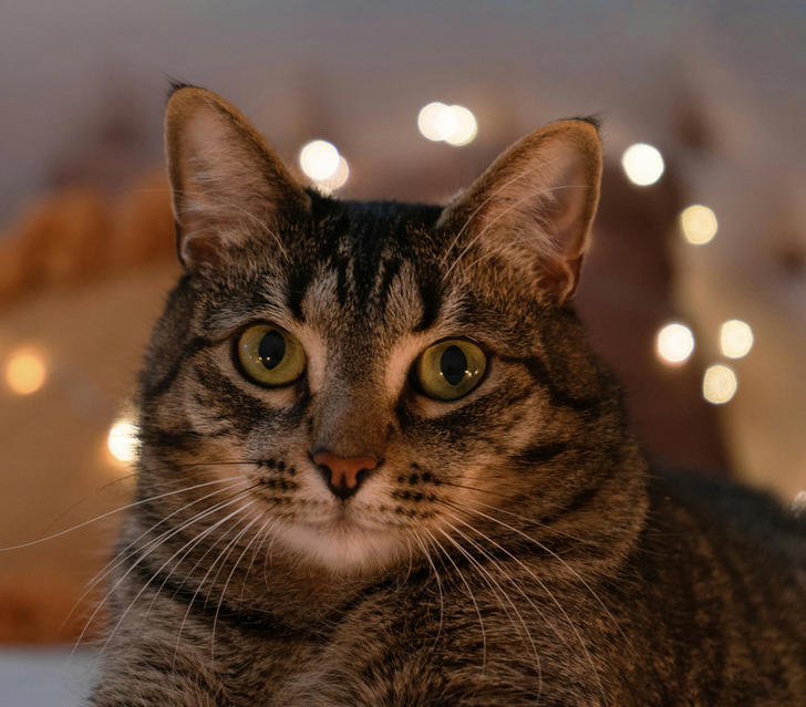 18 pets who proved they understand the world much better than we think