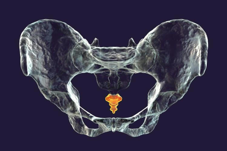 Pourquoi avons-nous un coccyx et pas une queue