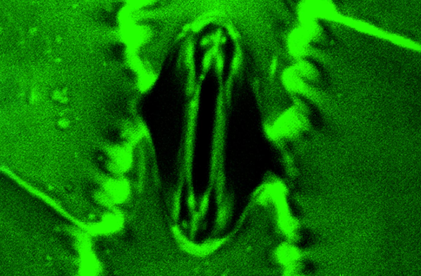 🌿 A new tool observes plant respiration in real time