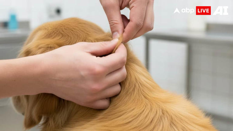 ABP Live Pet First | 8 warning signs of dehydration in pets every owner ...