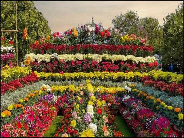 Ahmedabad's spectacular flower festival: A winter wonderland