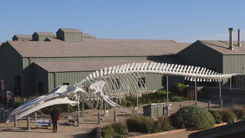 Community unites to sustainably restore Santa Cruz's iconic blue whale ...