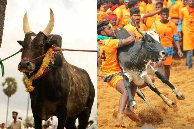 Jallikattu: The fierce traditional sport and sacred ritual of Tamil Nadu