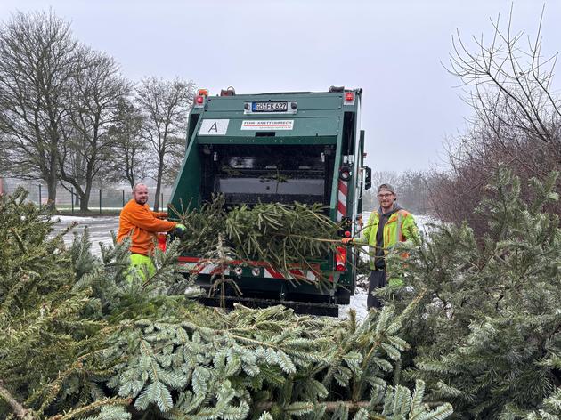Vom Wohnzimmer auf den Acker – was passiert mit unseren Weihnachtsbäumen?