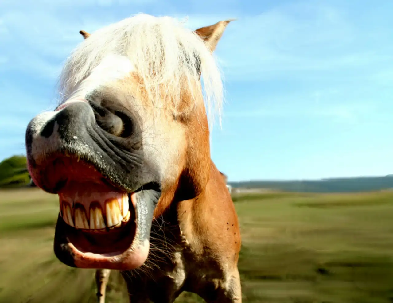 Además de los perros, los caballos pueden oler el miedo de los humanos