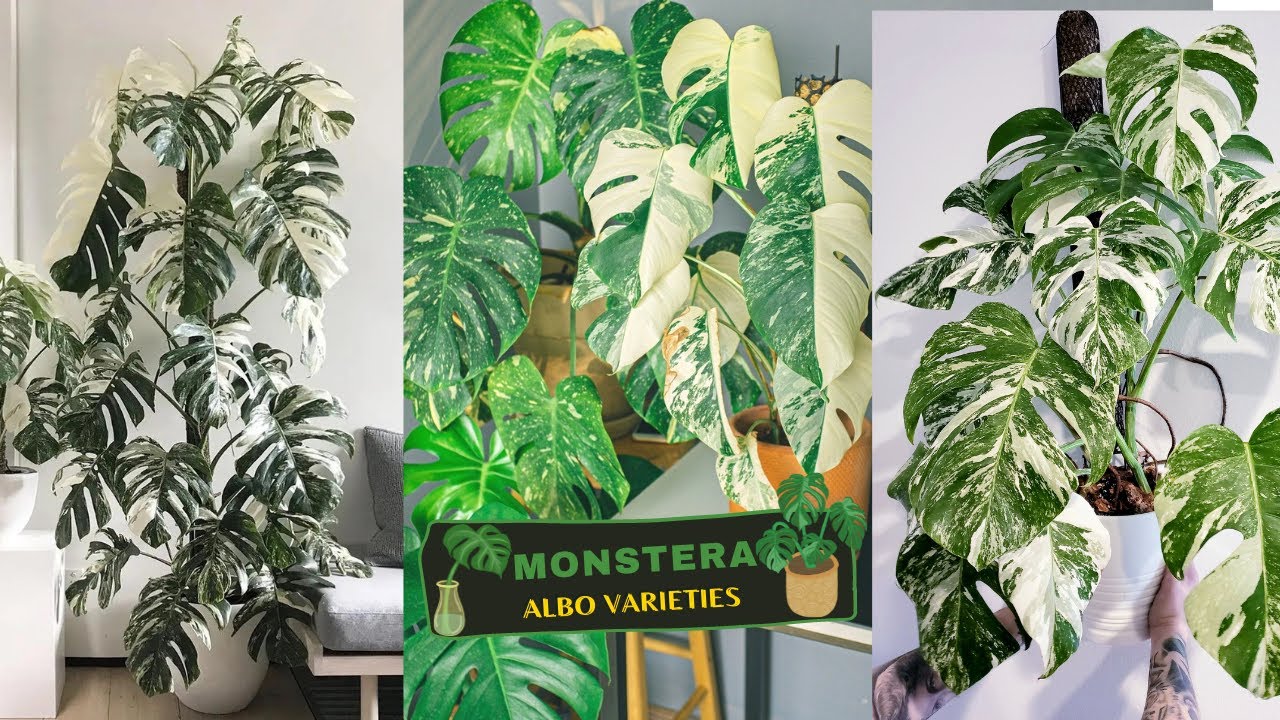 10 stunning Monstera albo plants every collector wants