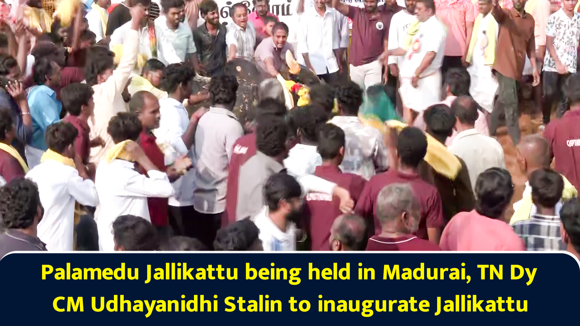 Palamedu Jallikattu being held in Madurai, TN Dy CM Udhayanidhi Stalin ...