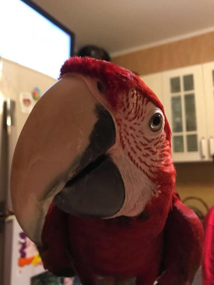 18 pets who proved they understand the world much better than we think