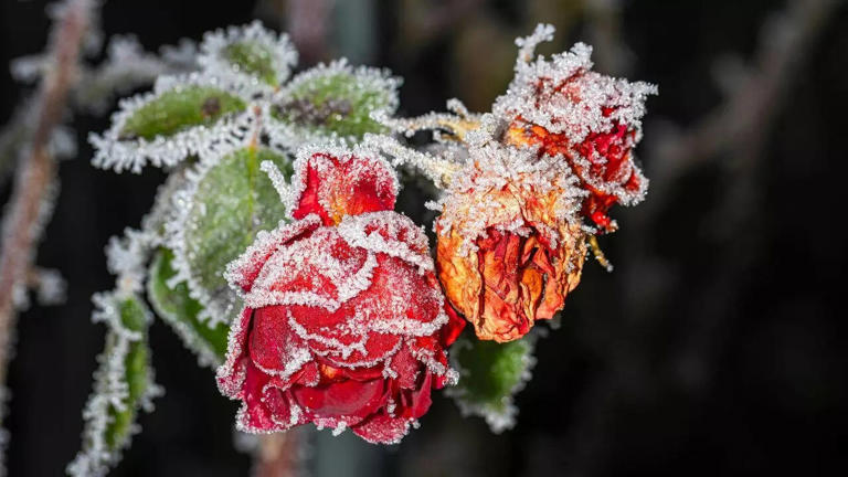 How to protect your rose plants in winter and prevent cold-weather damage