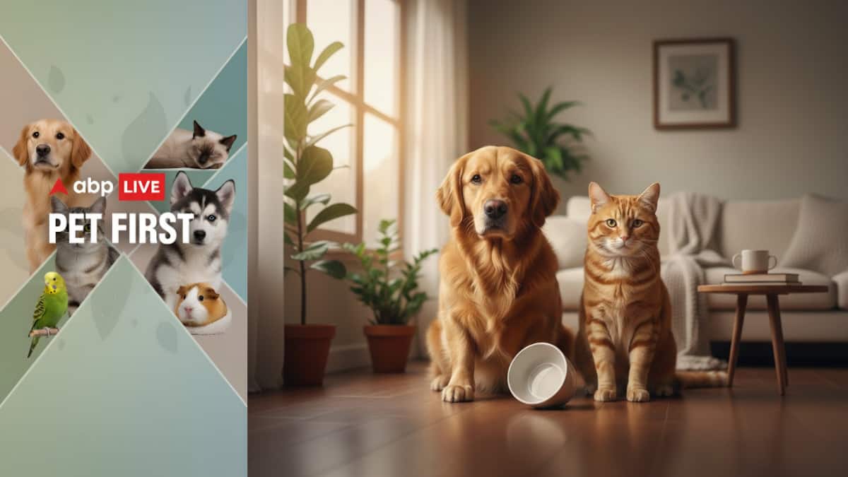 ABP Live Pet First | 8 warning signs of dehydration in pets every owner ...