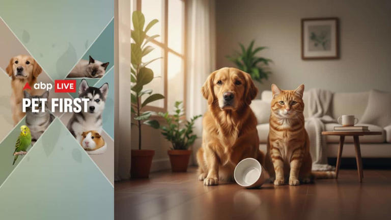 ABP Live Pet First | 8 warning signs of dehydration in pets every owner ...