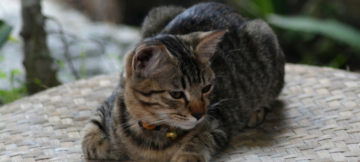 Cats resistant to tetanus
