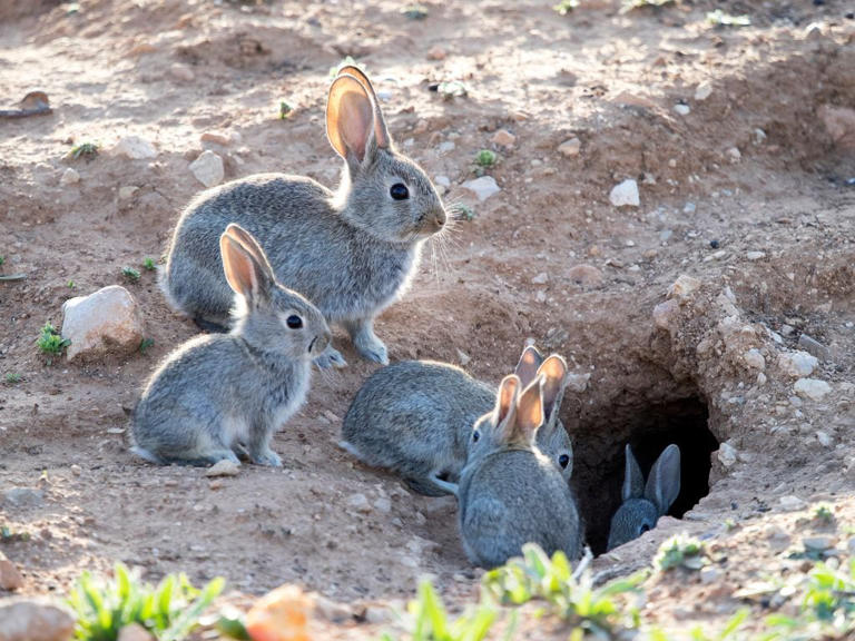 Rubén Duque, veterinario: "El ciclo de la leishmaniosis es más complejo ...