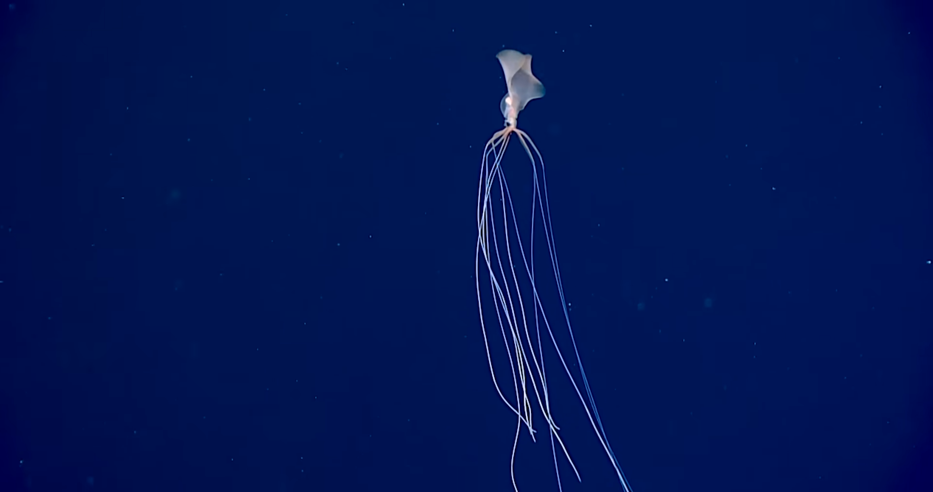 The moment a giant squid finally emerges from total darkness