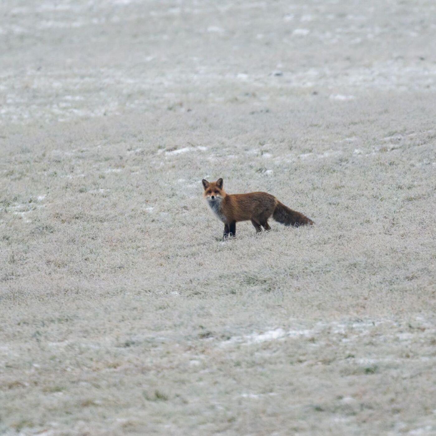 Steirischer Jäger erschoss Hund statt Fuchs