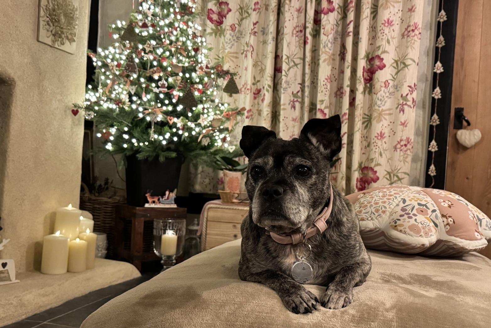 Rescue dog finally finds forever home after 500 days at Dogs Trust Shoreham