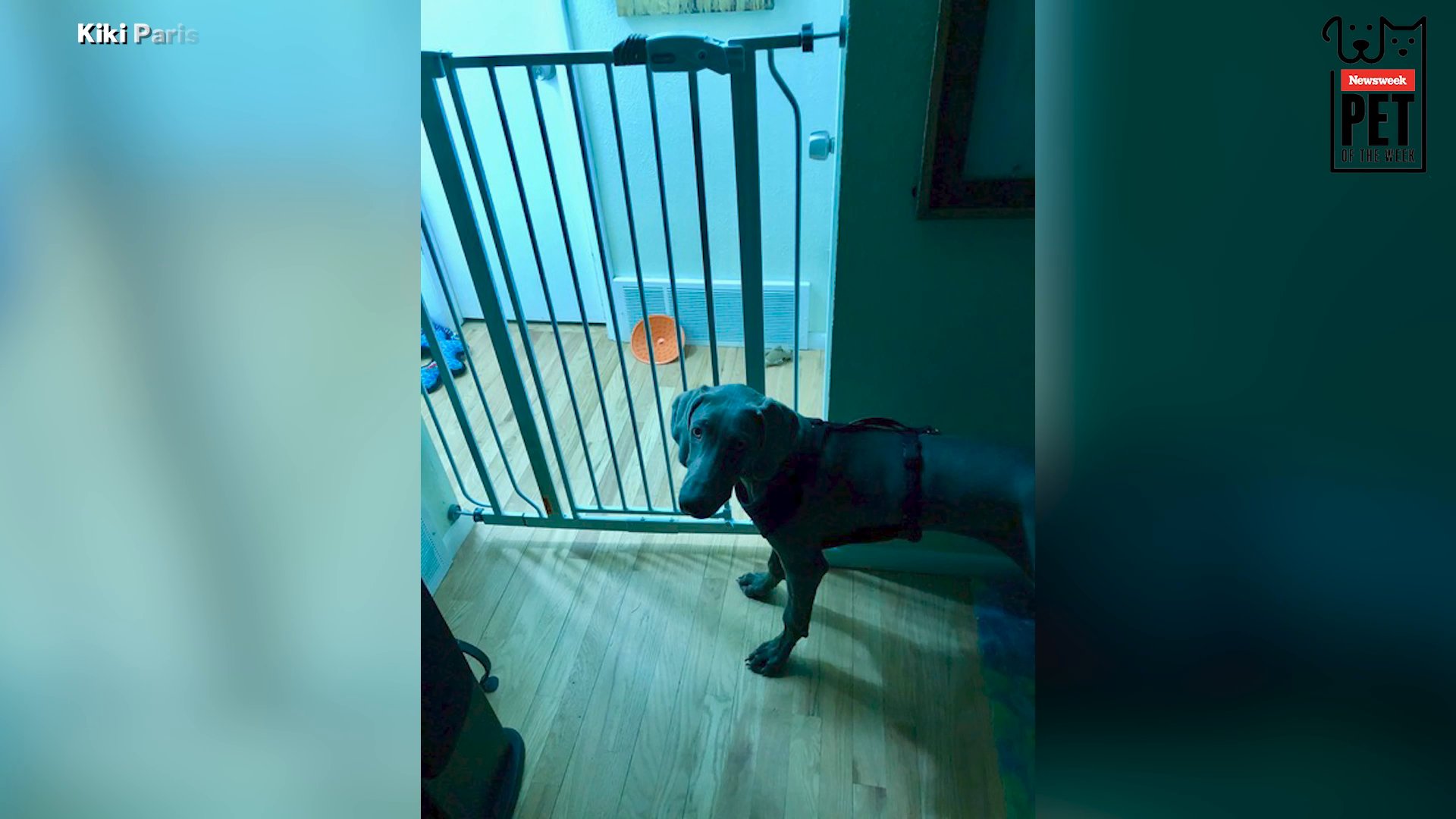 Dog dubbed ‘Houdini’ wins pet of the week