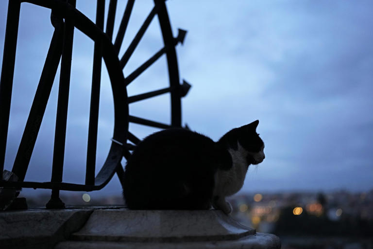 Judge upholds cat custody ruling, saying parenthood and pet ownership ...