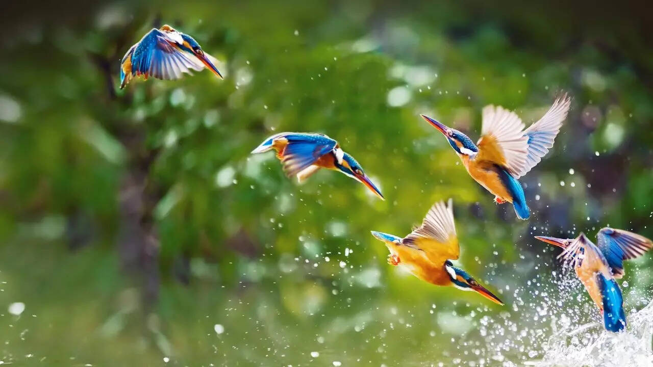 Birds that can regrow feathers: The science behind feather loss and ...