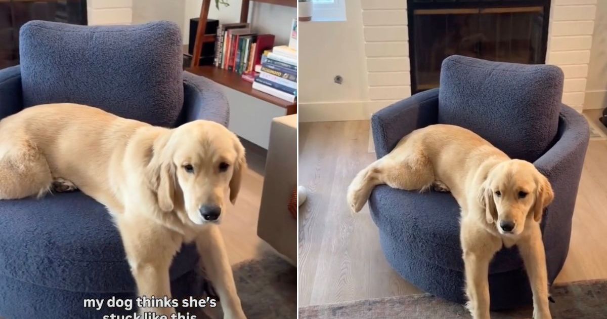 Golden retriever believes she's stuck in adorable video