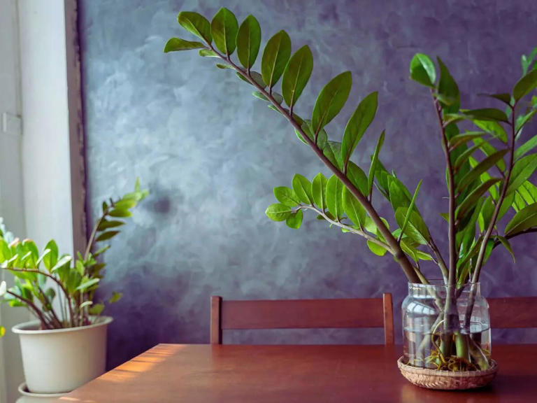10 bathroom-friendly plants that purify air and thrive in indirect sunlight