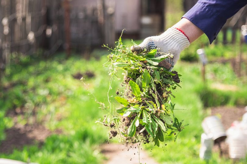 Keep weeds at bay without harsh chemicals with method loved by gardeners