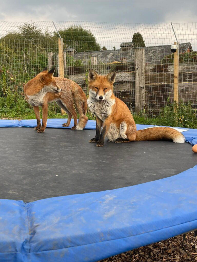 Council bans man from having foxes at home after complaints about odour ...