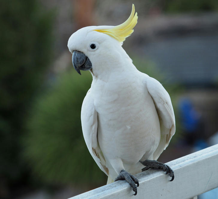 18 pets who proved they understand the world much better than we think