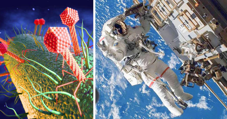 Controlled experiment allowed viruses to attack bacteria in space—and ...
