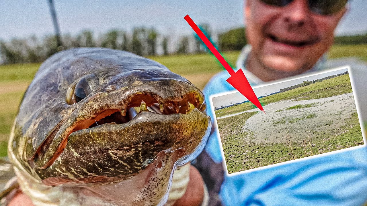 Wir angeln auf einer überfluteten Wiese!