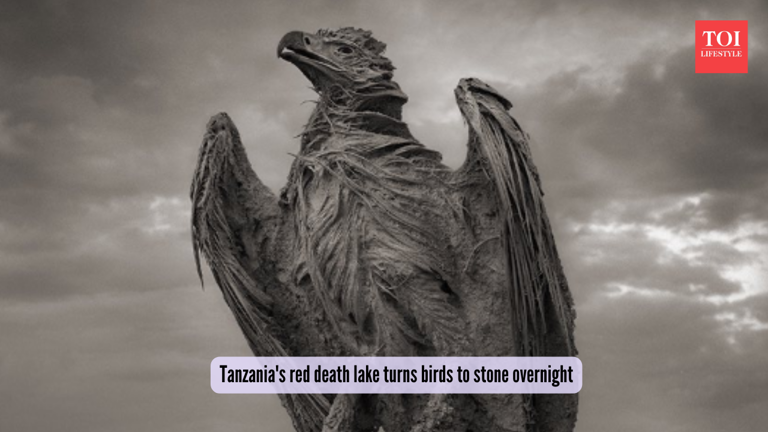 Pink flamingo paradise or death trap? Tanzania's red death lake that ...