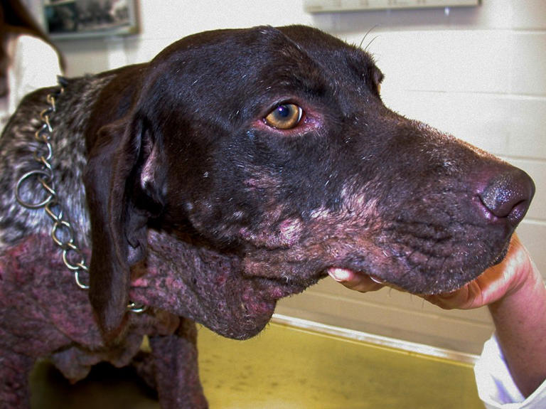 Rubén Duque, veterinario: "El ciclo de la leishmaniosis es más complejo ...