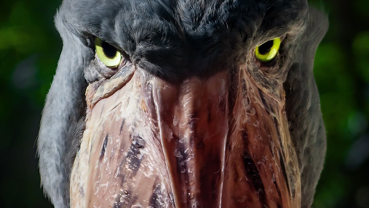 How internet-famous animals actually survive in the wild