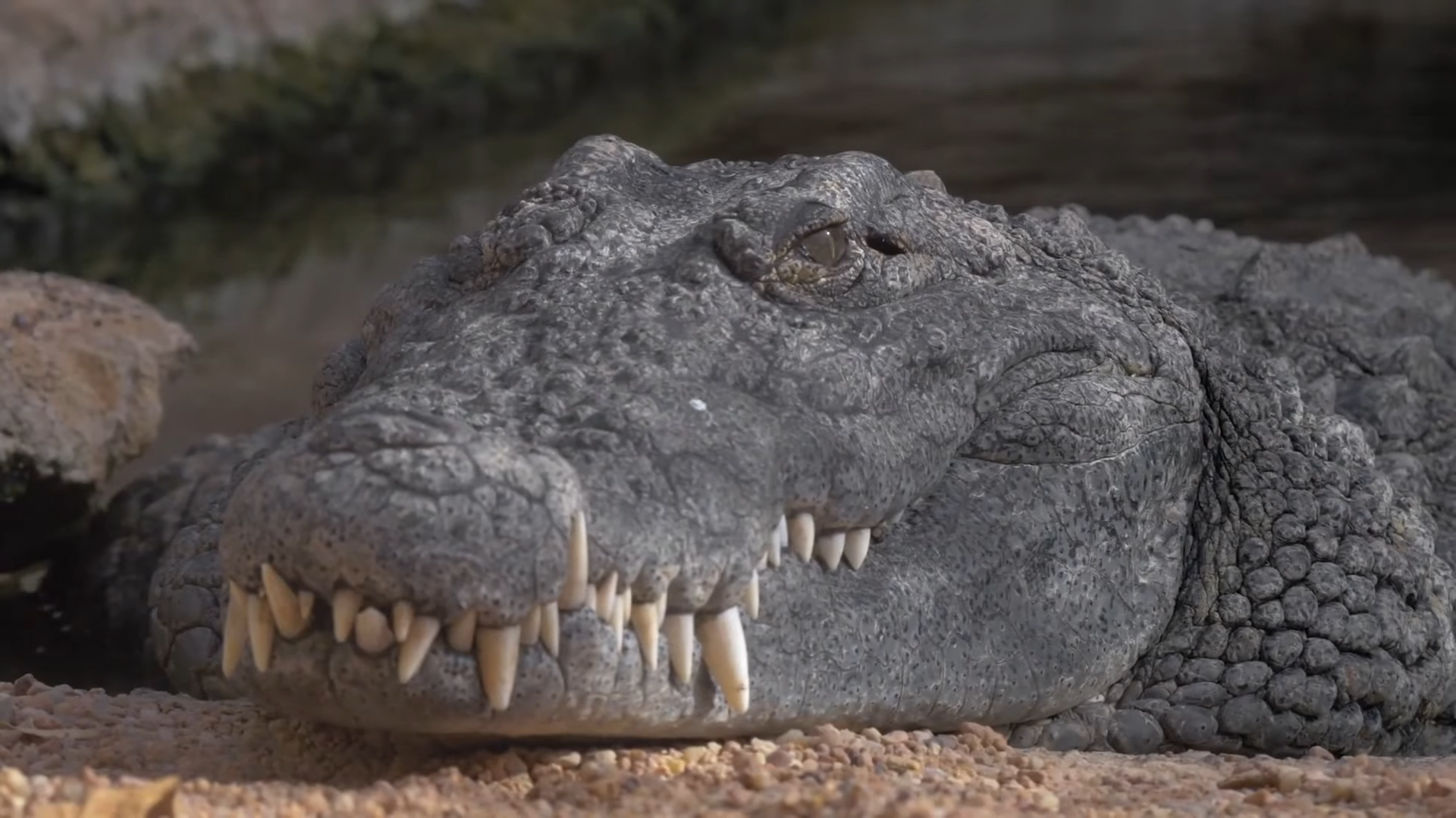 When rivers were ruled by a ten-metre ambush predator