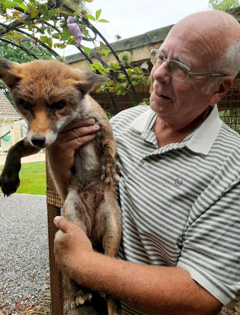 Council bans man from having foxes at home after complaints about odour ...