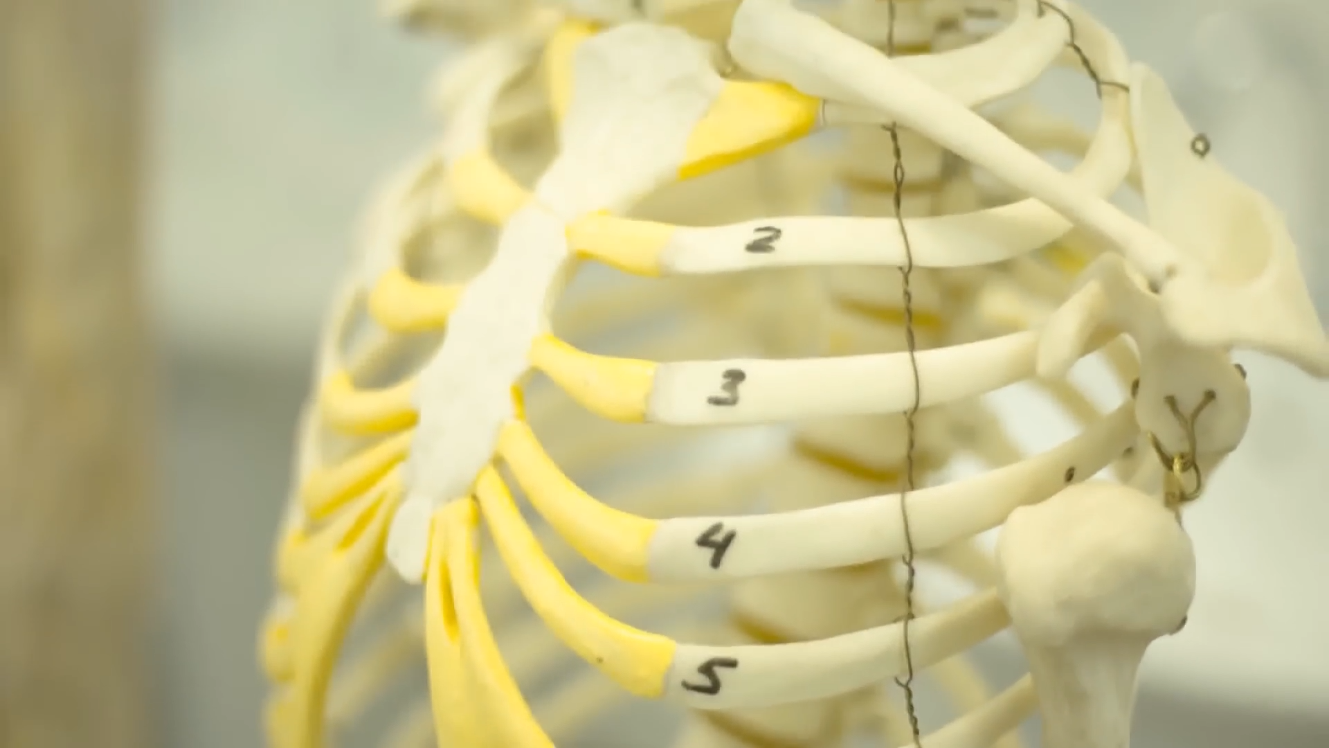 Is it actually legal to buy a human skeleton?