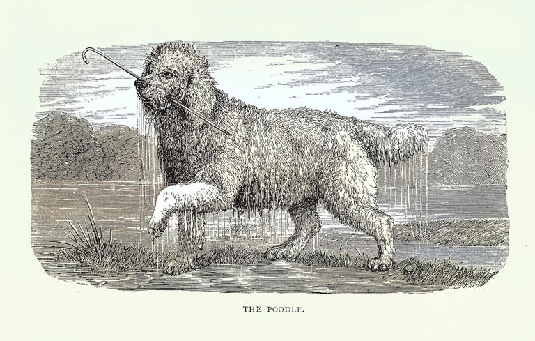 Che differenza c’è tra bichon frisé e barboncino: caratteristiche e ...