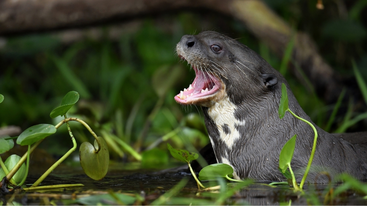 The wild animals that turn deadly when you try to feed them