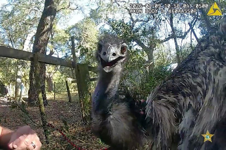 Police officer tries to 'arrest' runaway emu - but fugitive bird beats ...