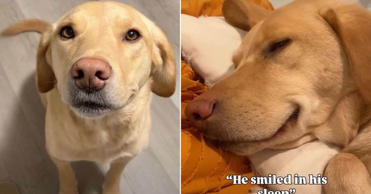 Video: Goldador demonstrates 'cliche romance novel phrases'