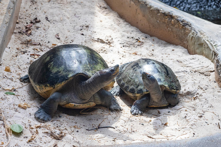 A surprise at the National Zoo: An endangered terrapin hatchling