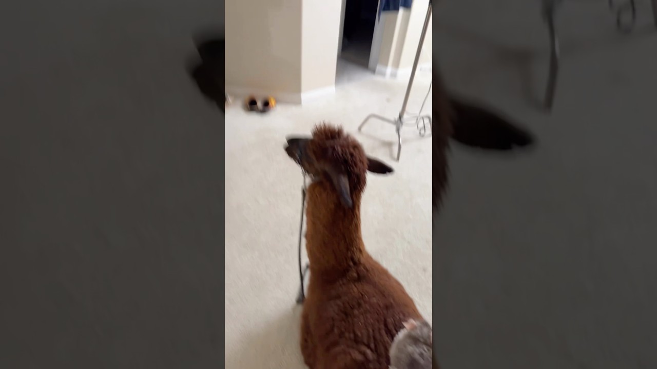 See tiny chinchilla claim the alpaca throne today