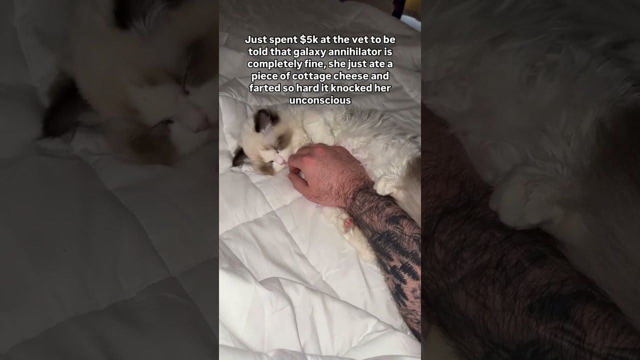 Our cat’s pricey tummy problems create household chaos