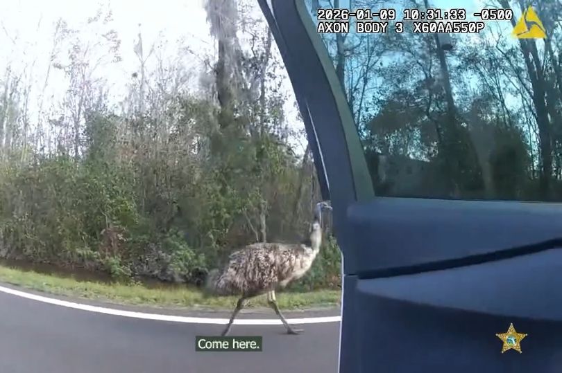 Police officer beaten up by runaway emu after he tries to 'arrest' it ...